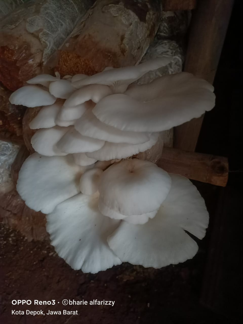 BUDIDAYA JAMUR TIRAM DEPOK