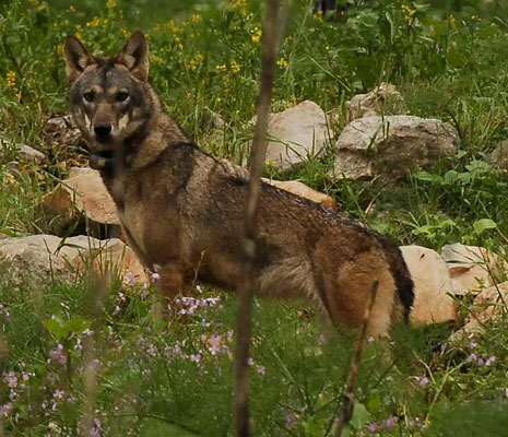 White Wolf : Frightened and injured She Wolf rescued from a hunter's ...