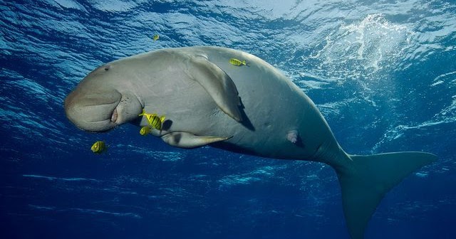 Journey of Life: DUGONG