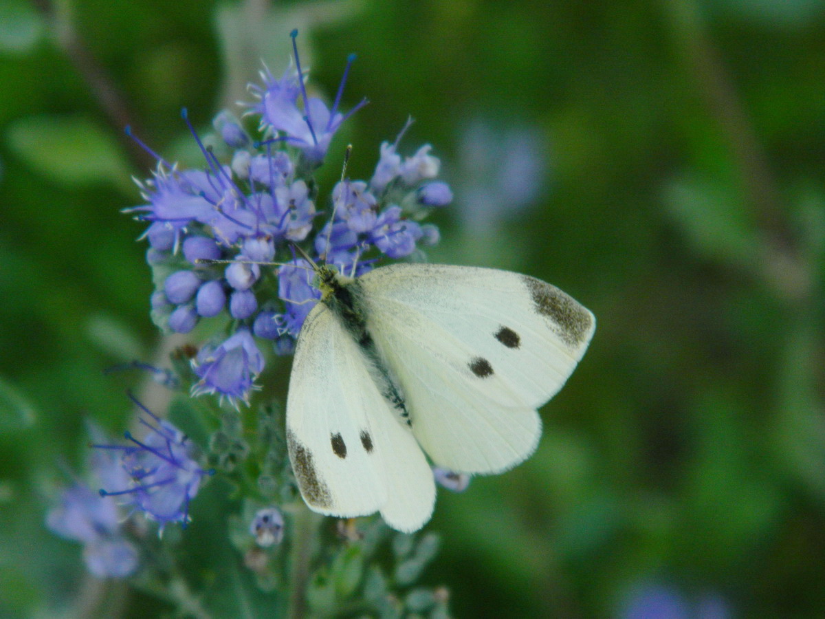 LA MULTI ANI, ROMANIA!: Fluture pe flori mov