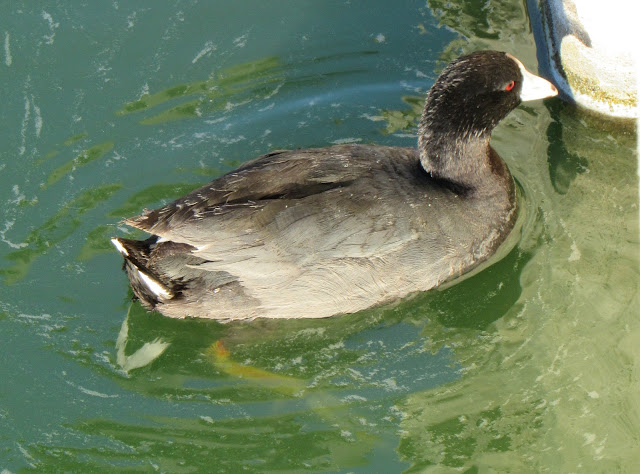 American Coots & Baby... Cootlings?