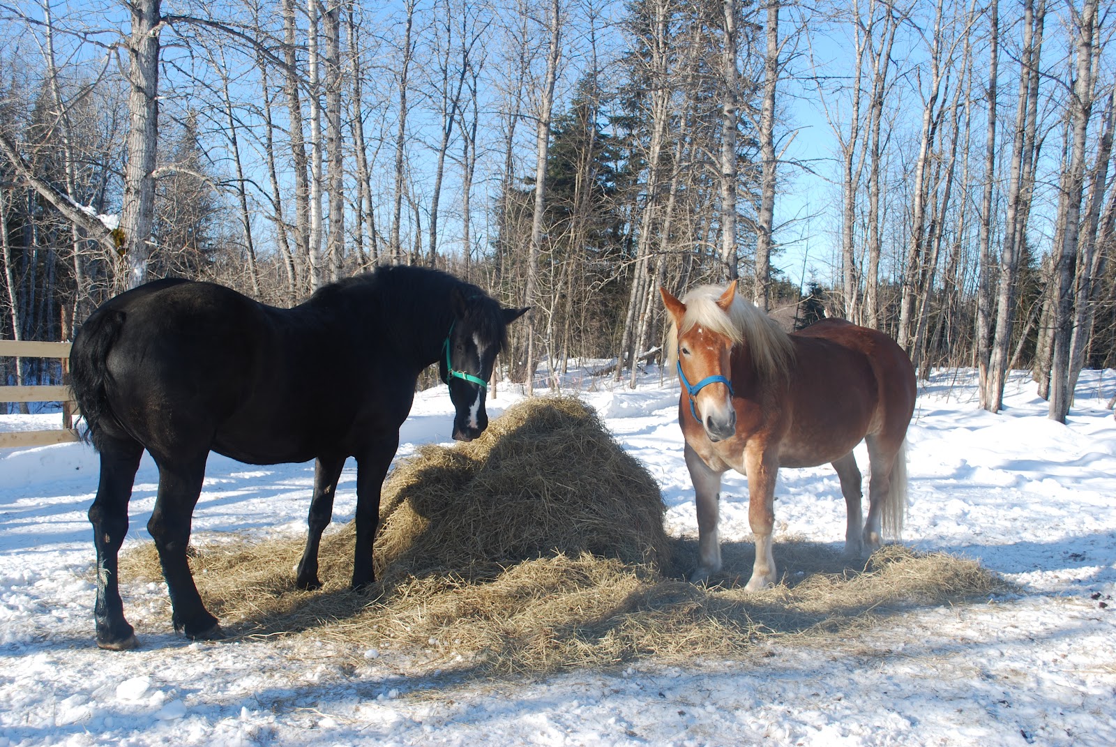 Ferme du Sault: Jument Percheron et jument Belge