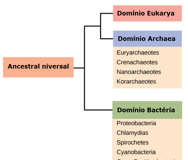 BIOLOGIA PARA A VIDA : DOMÍNIO ARCHAEA