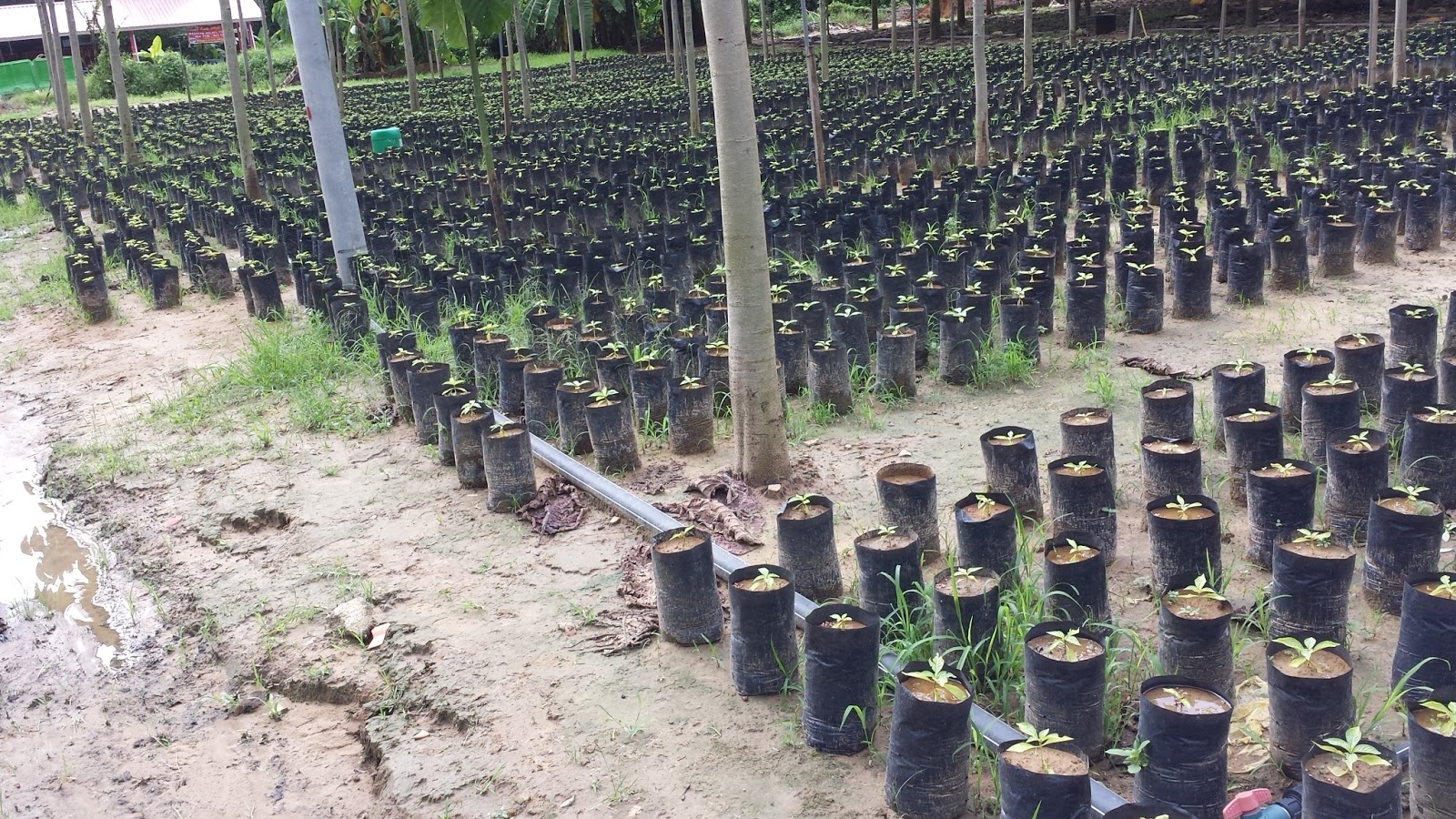 Dari Hutan ke Bandar...: Benih kelampayan @ neolamarckia cadamba