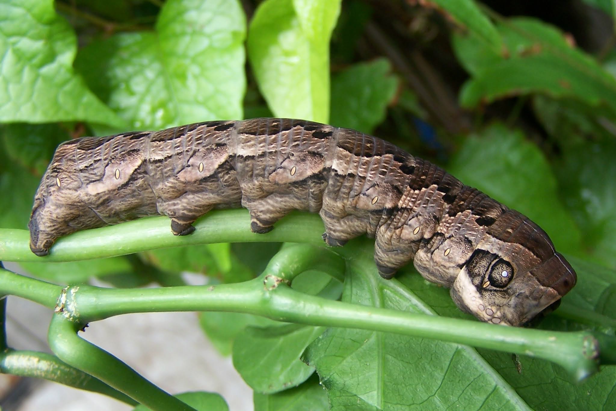 Argentina nativa: Gusano de la parra (Eumorpha labruscae)