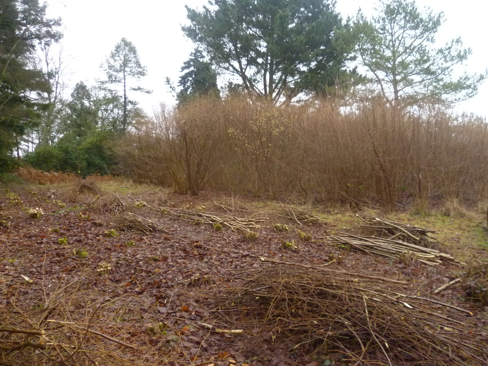 Worcester College Gardeners 2009-2018: Coppicing Hazel And Silver Birch