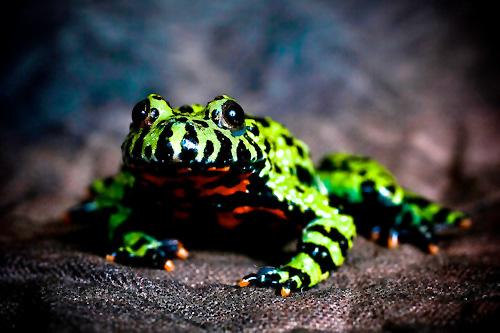 Fire-Bellied Toad