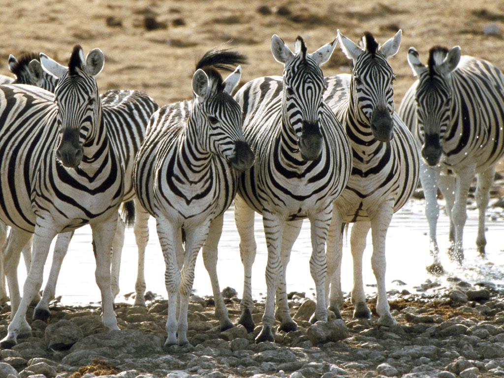 Cheiro de Bicho: Zebras