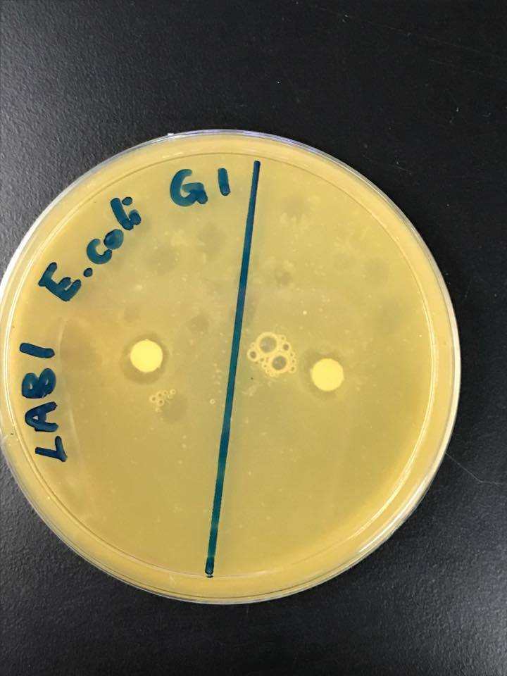 IBG 102 Lab Report Group 1: Lab 5: Determination of antimicrobial ...