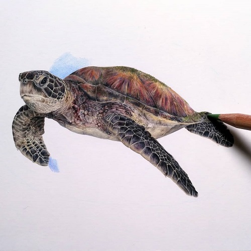 My Owl Barn: Wildlife Drawings By Catherine Scartaccini Of CSIllustrator