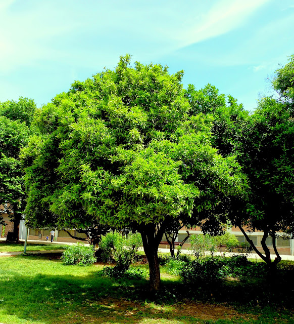 Árboles con alma: Limonero. Llimoner. (Citrus limon)