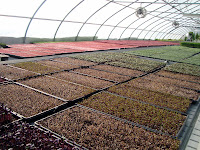 A Couple in the Kitchen: A Day at Farming Turtles Farm