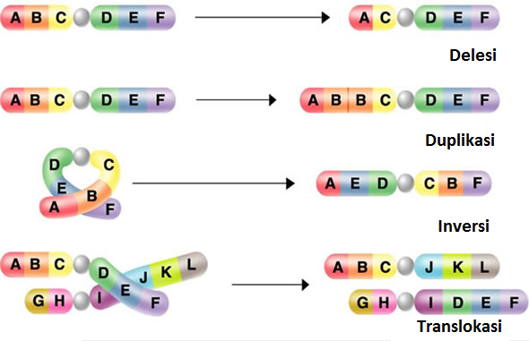 Catatan prestasi Guru Biologi: MUTASI