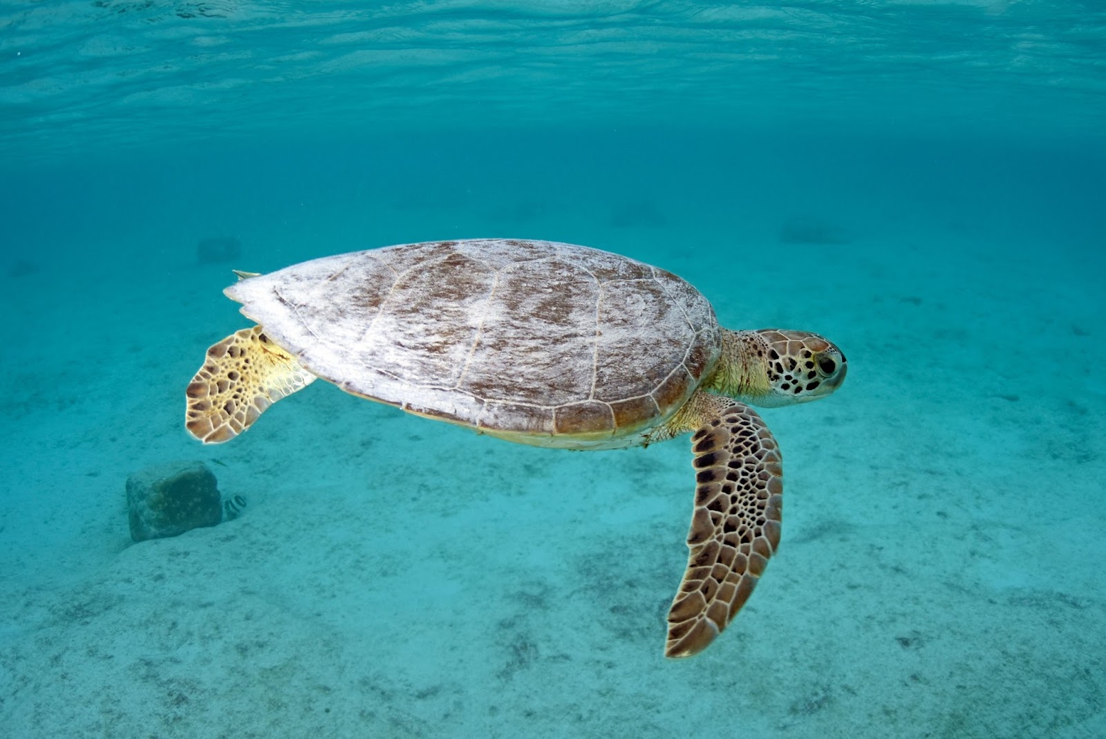 Bonaire Viking Divers 2018: Salt pier - pillars and people, and turtles