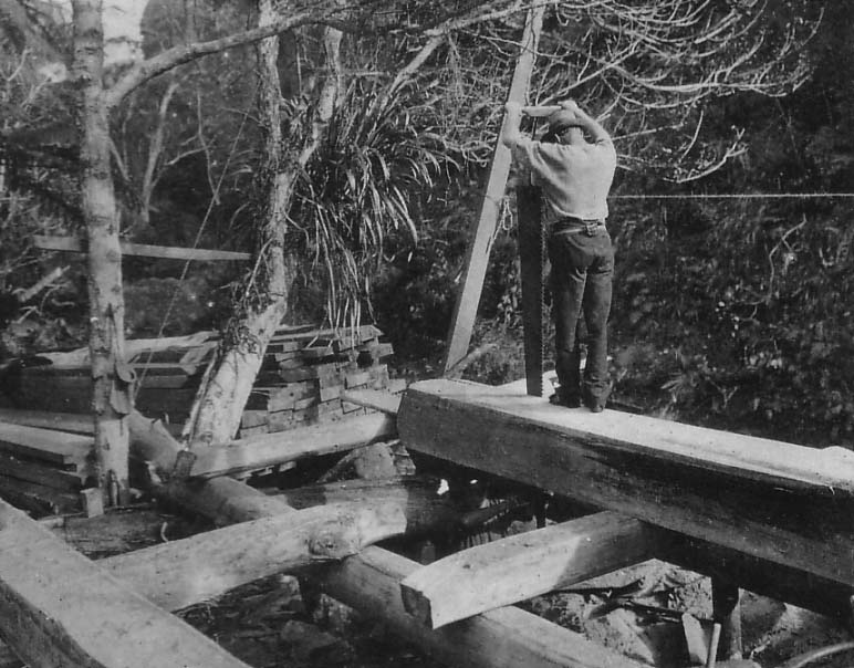 New Zealand History 1800 -1900: The Bush Frontier - Timber