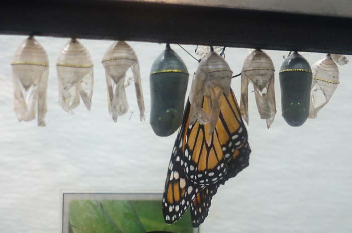 Caroline Arnold Art and Books: WHAT IS A CHRYSALIS? Learning about ...