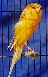 Foto Burung Kenari Yorkshire dan Kenari Persilangan | Gambar Foto Terbaru