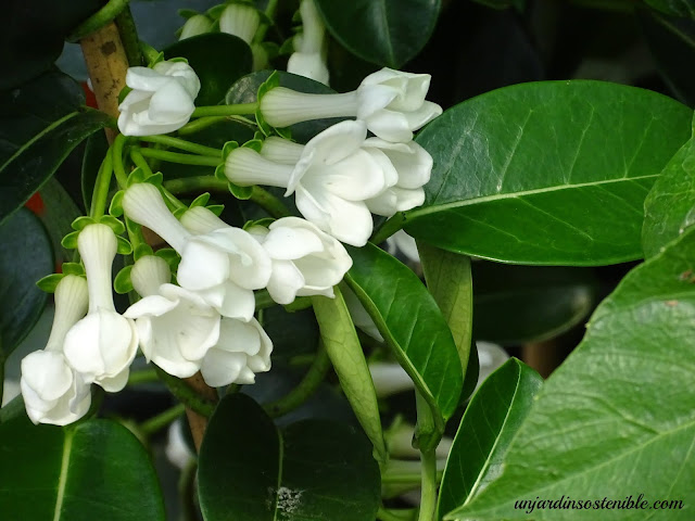 Stephanotis floribunda (Jazmín de Madagascar) Stephanotis floribunda (Jazmín de Madagascar)