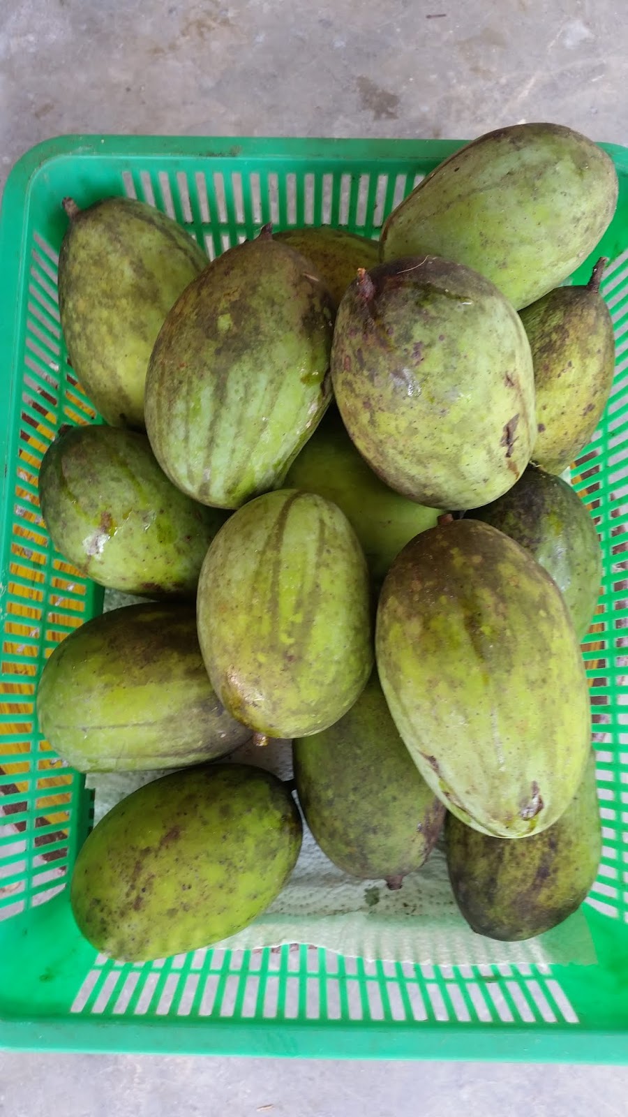Warisan Petani: Musim Buah Kuini