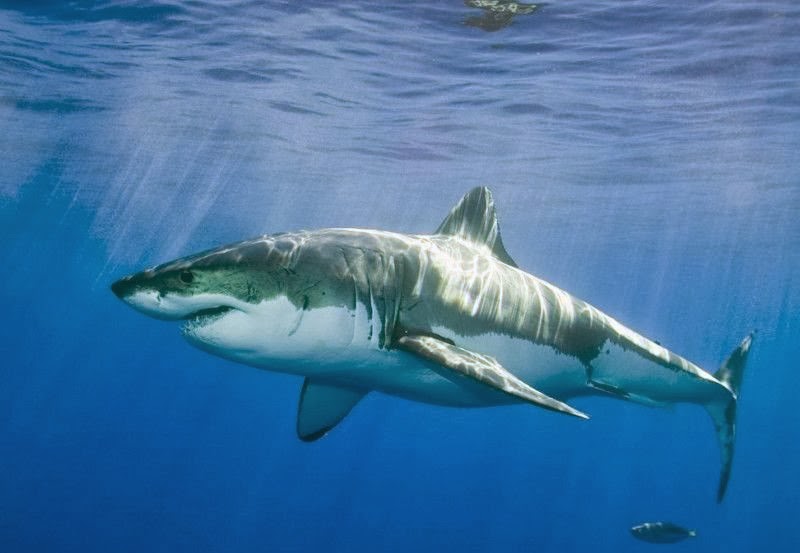 Sharks In Greece: Κάνοντας σερφ παρέα με ένα... λευκό καρχαρία (video)