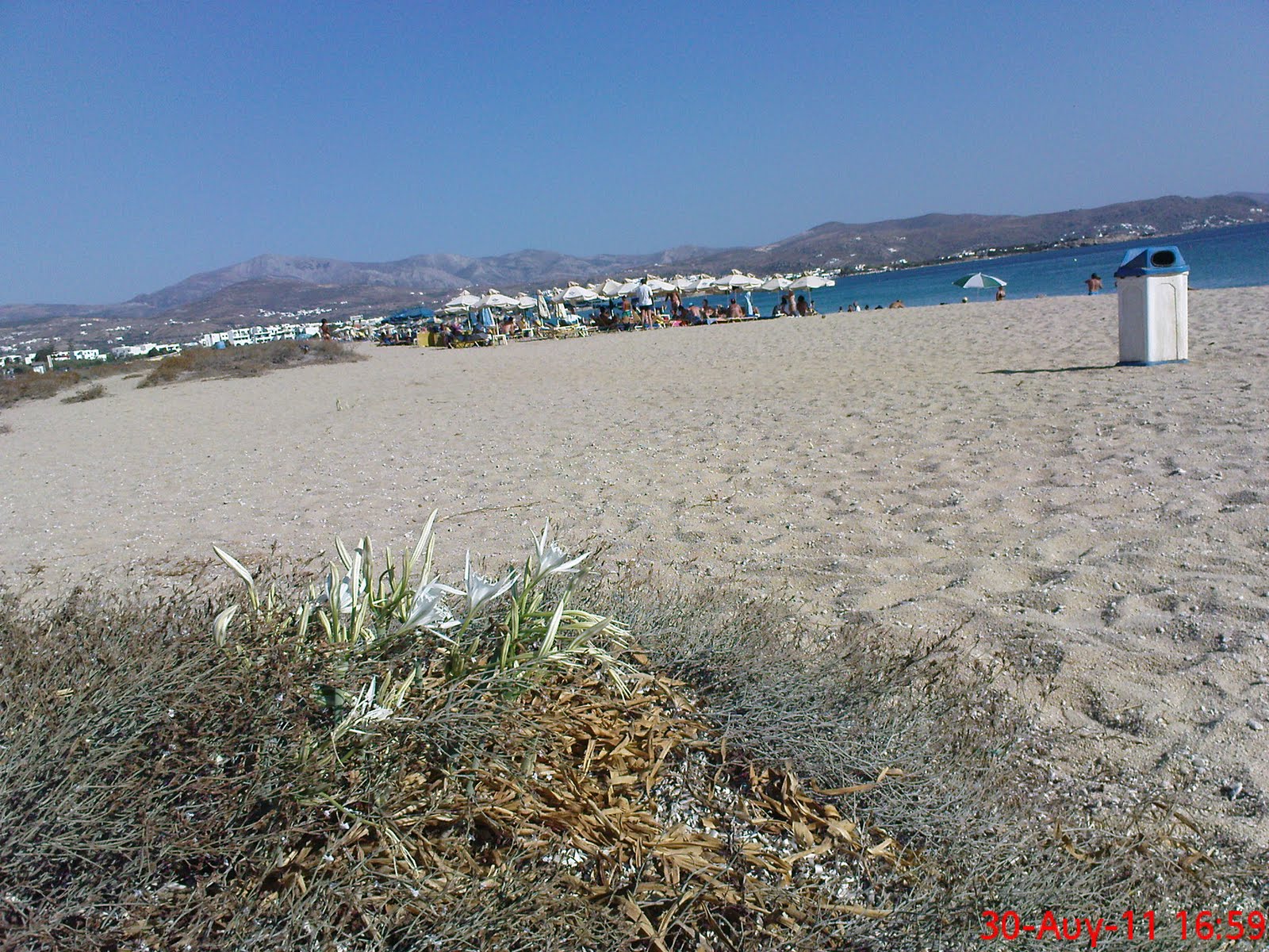 Naxos Fan: Τα κρινάκια της Παναγιάς, το θαύμα της φύσης