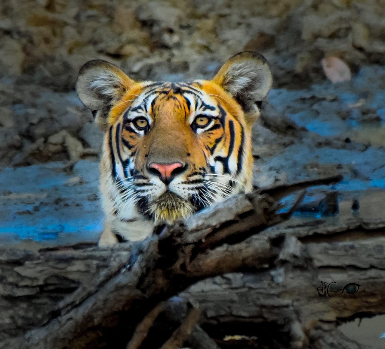 Know About Nagarhole National Park (Kabini Wildlife Sanctuary)