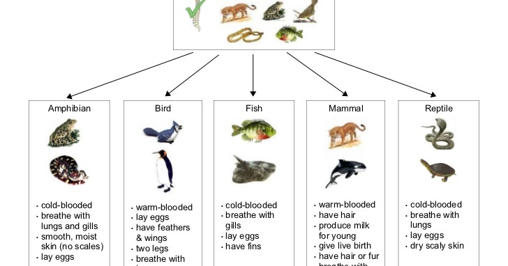 Owltree: Classification of living things