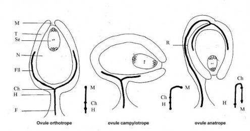 différents types d’ovules - Biologie