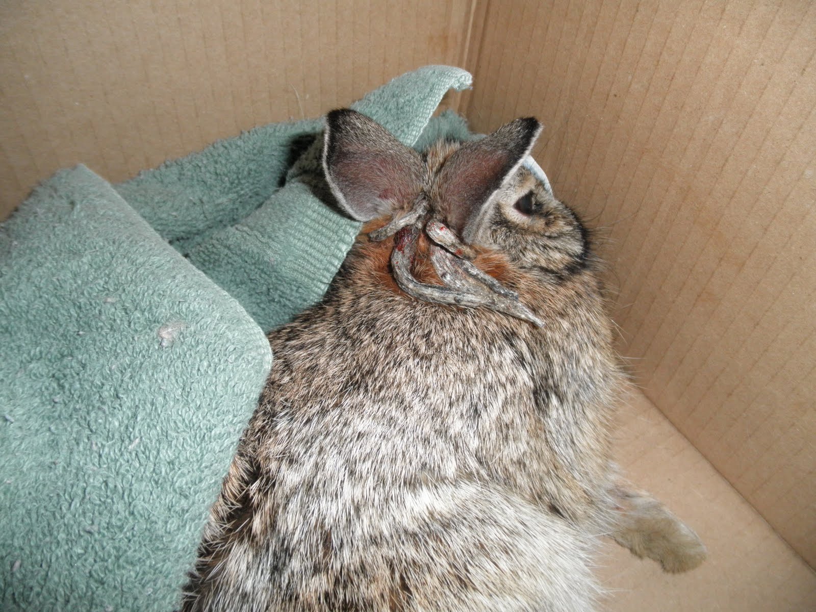 Helping Them Speak: Jackalope!