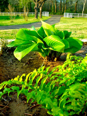 Burke's Garden: Hosta, Holly Fern, Mock Orange, and Rose