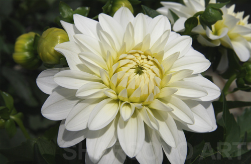 Az Zahra Florist: Macam-Macam Bunga