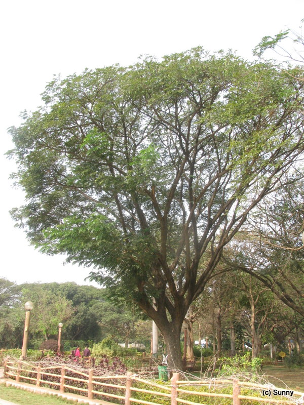 Sagara Teeram: A Morning Visit to the Indira Gandhi Glass House, Hubli