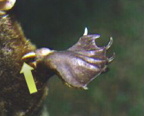 Magellan 2017: Taronga Zoo in Sydney