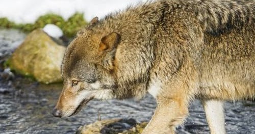 How do wolves change rivers? You will be amazed at the latest ...