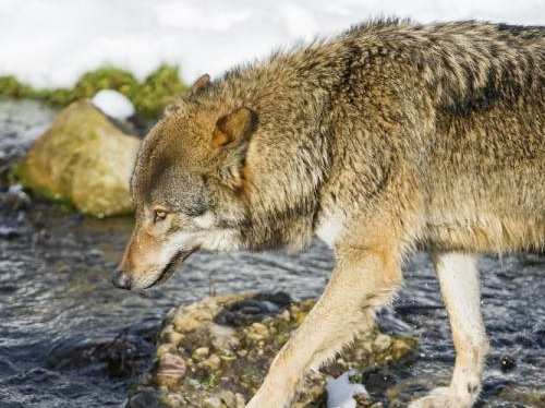 How do wolves change rivers? You will be amazed at the latest ...