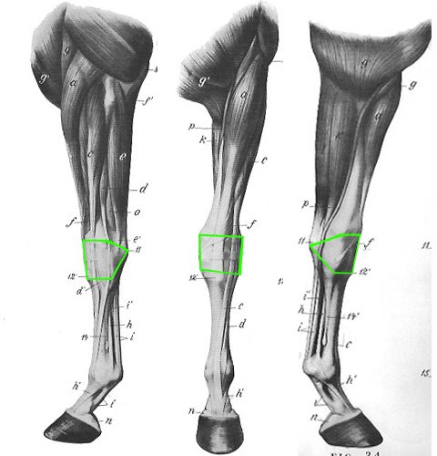 Musings at Minkiewicz Studios LLC: Equine Anatomy and Biomechanics: A ...