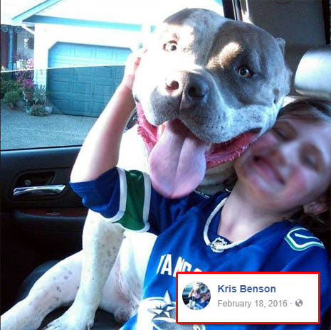 Four legged friends (and enemies): Canada: Violent pit bull attack ...