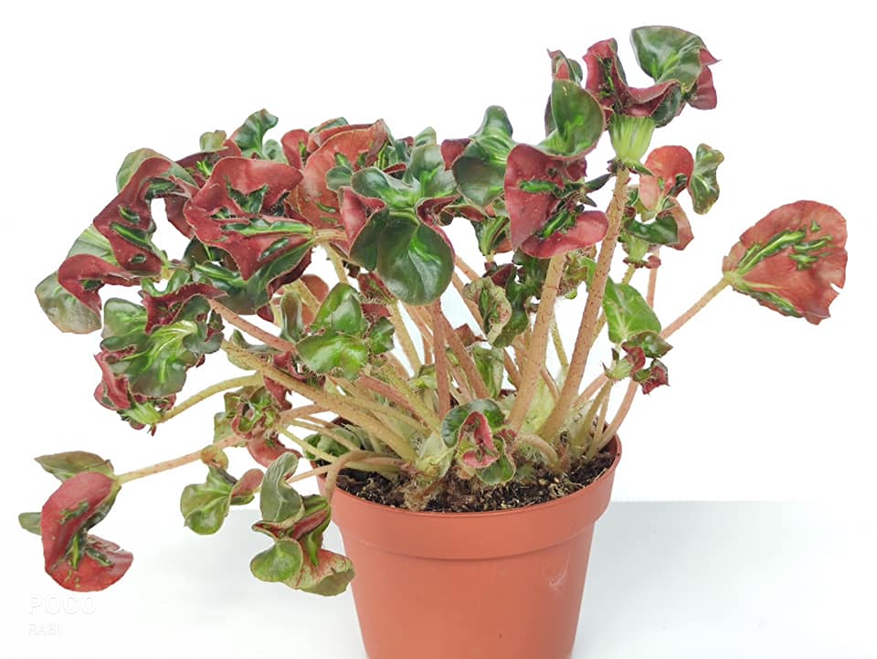 Garden Chronicles of James David: Begonia 'Cathedral'