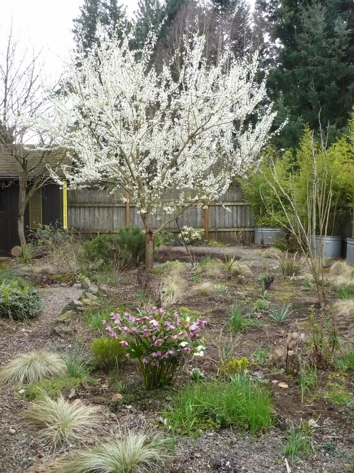 Whatsitgarden: Santa Rosa Plum