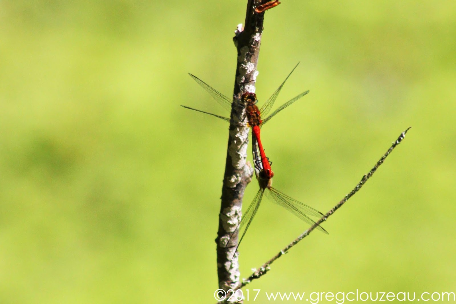 Des libellules rouges sang à Fontainebleau ~ FontaineBleau Passion