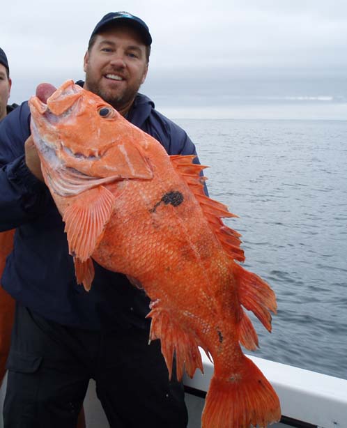 Big Fishes of the World: SHORTRAKER ROCKFISH (Sebastes borealis)