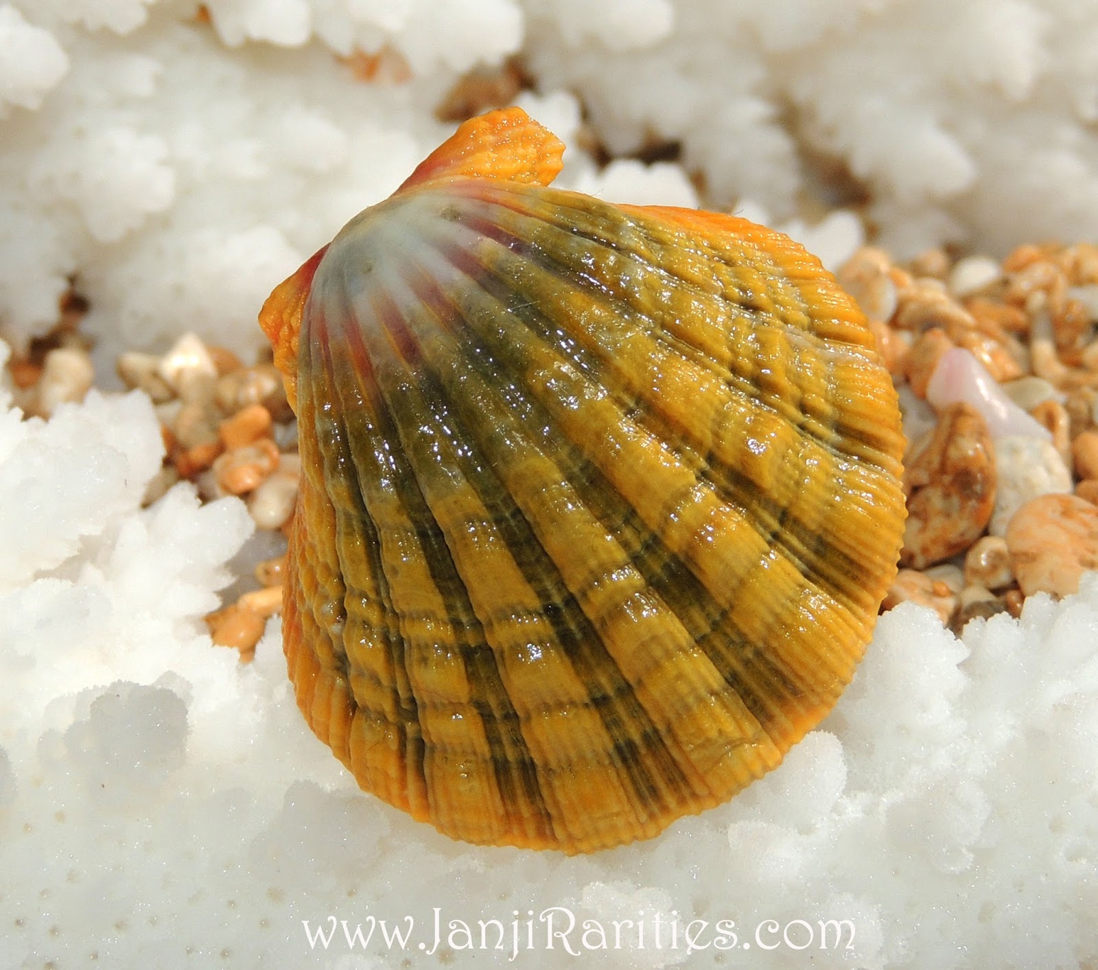 Kahelelani & Sunrise shell jewelry by.... Janjira