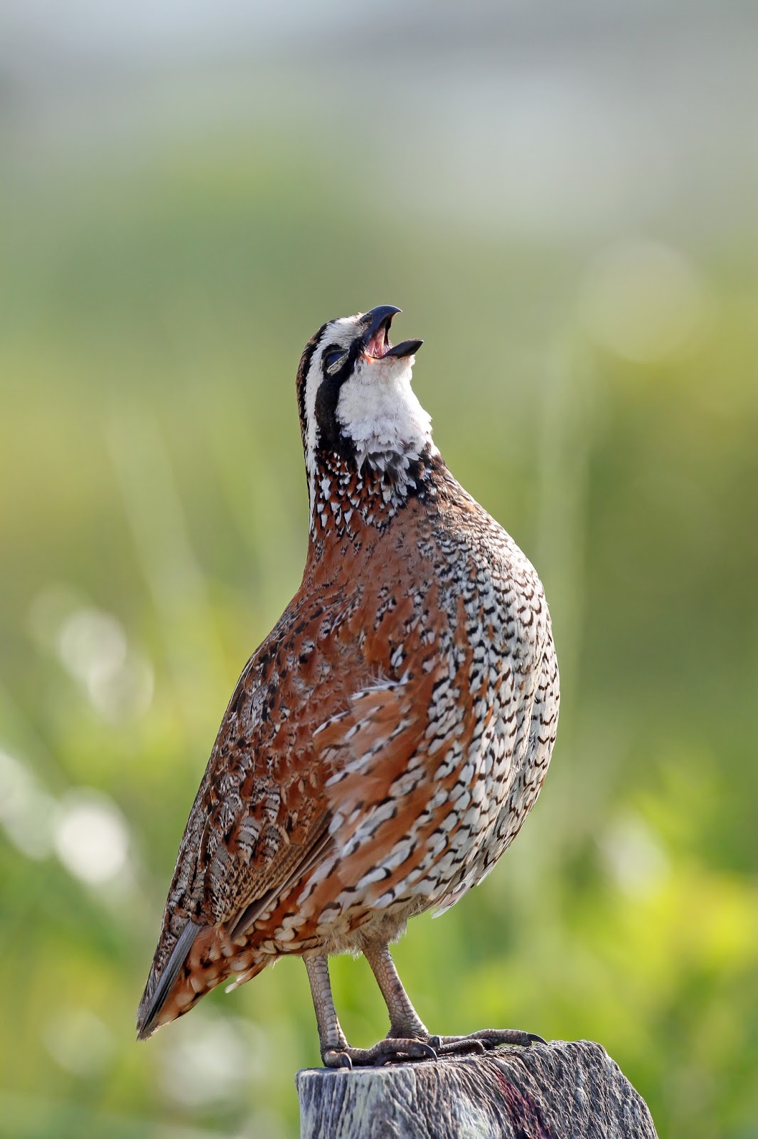 Philly Bird Nerd : Meet Mr. White
