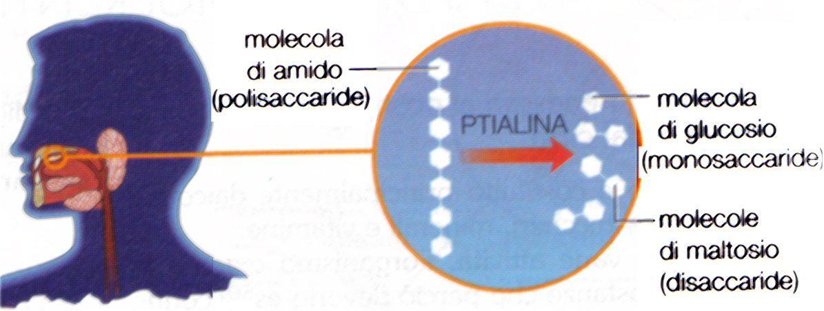 APPAATO DIGERENTEè on emaze