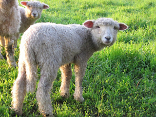 Rivenwood Tower News: Medieval Wool: Shearing