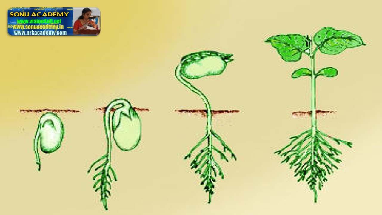 SONU ACADEMY: SEED GERMINATION