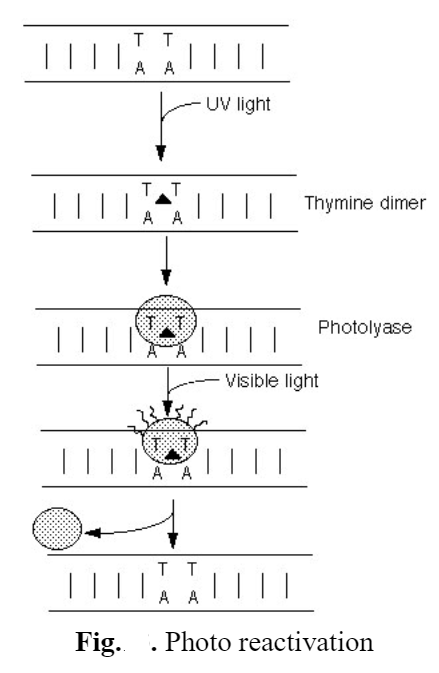 DNA repair mechanisms - Biology Ease