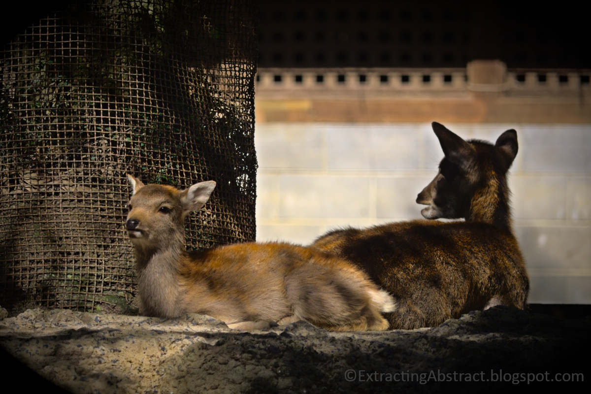 Extracting Abstract: Kashima Jingu Part Two