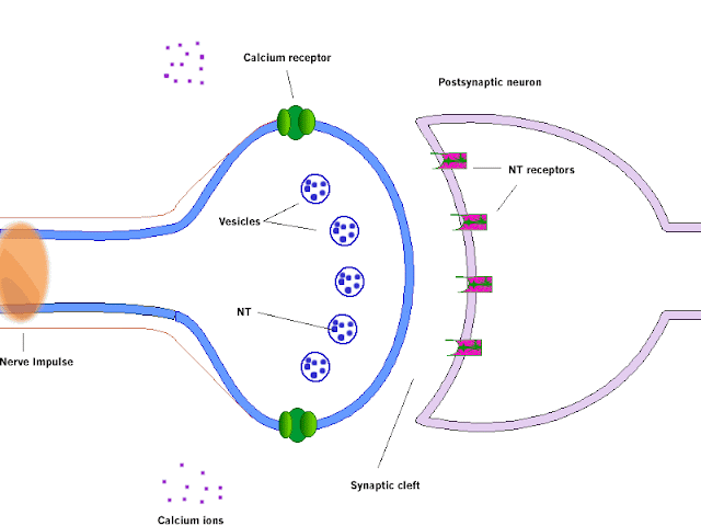 Generation, conduction and transmission of nervous impulse