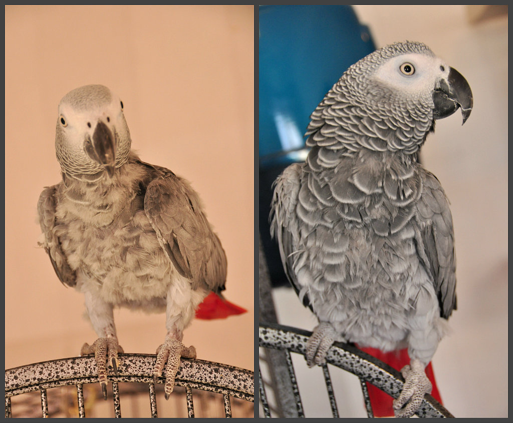 Sarabi the African Grey Parrot: Feather plucking/mutilation